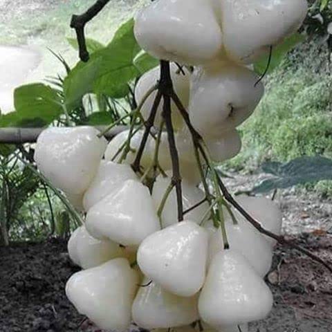 HERBALISM White Jamun Live Plant Safed jamun jamun roll living plant ...