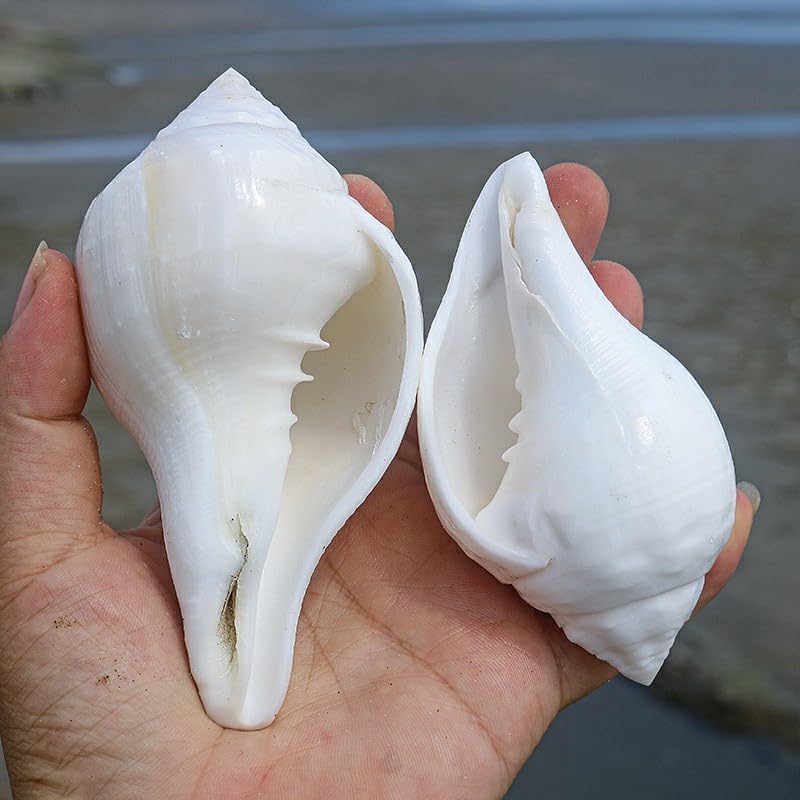 Giant White Conch Shell
