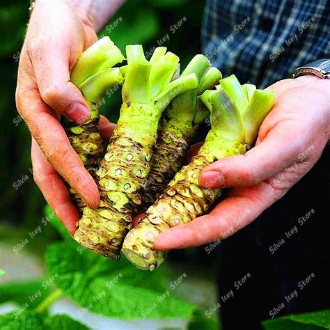 100 Pcs Wasabi Seed Plants Rare Japanese Horseradish Mustard Vegetables ...