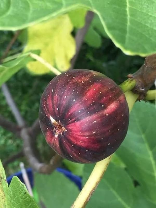 GreenWorld Rare Thai Five Finger Fig,Anjeer Fruit Plant (Air Layered ...