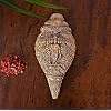 Buy ARTSIKIA Brass Vishnu Shankh | Lord Vishnu Virat Conch ...