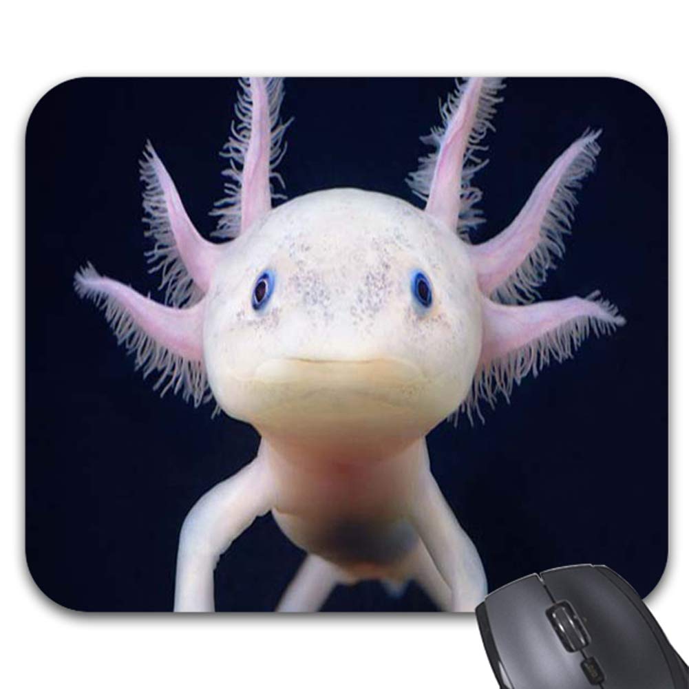 Axolotl Baby