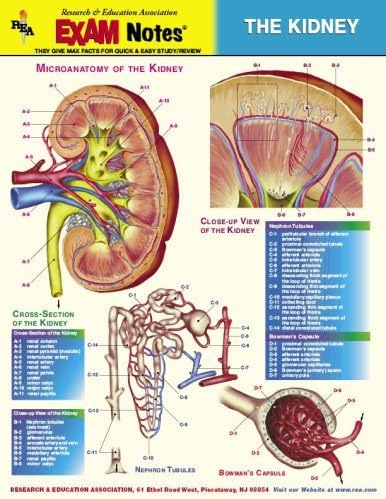 Amazon.com: Kidney Anatomy EXAM Notes : The Editors of REA, Anatomy ...