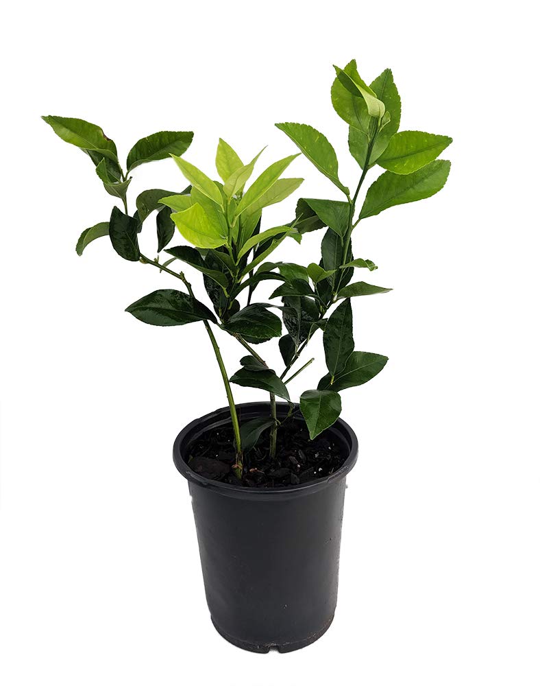 7 Best Lemon Tree | Whose Lemons Actually Fruit
