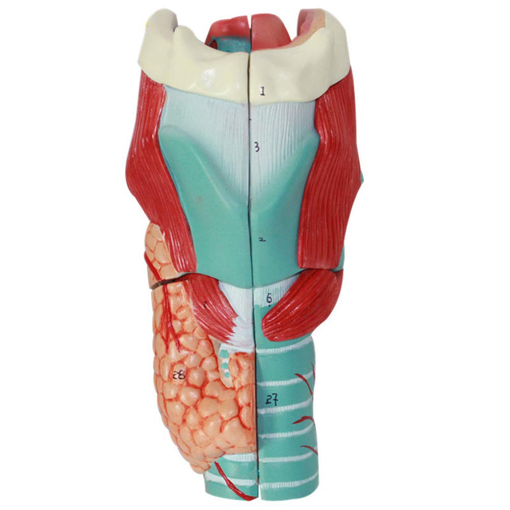 Human Throat Model Pharynx And Larynx Anatomical Chart Human Larynx ...