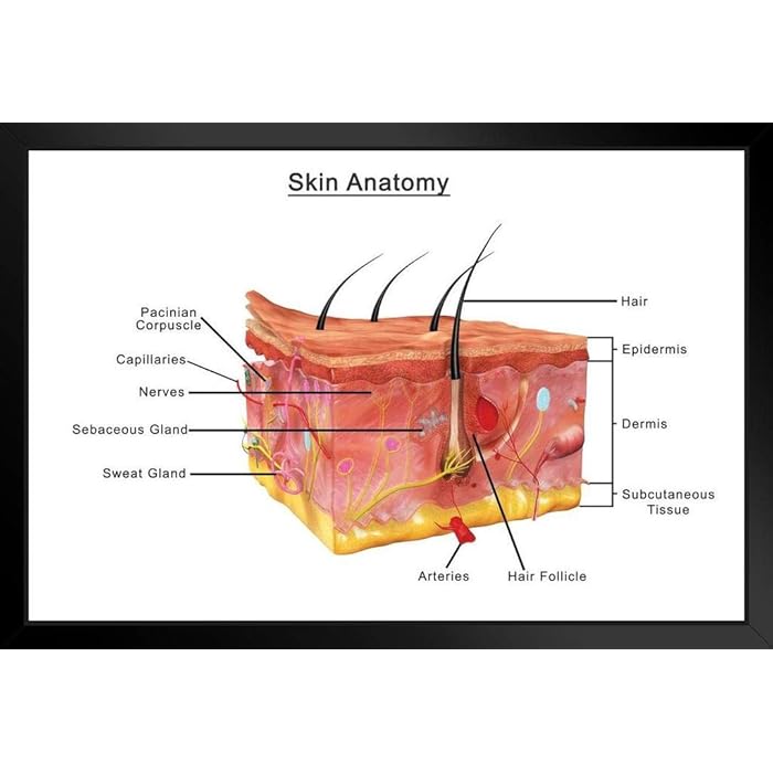 Buy Human Skin Anatomy Cross Section Diagram Chart Art Print Stand or ...