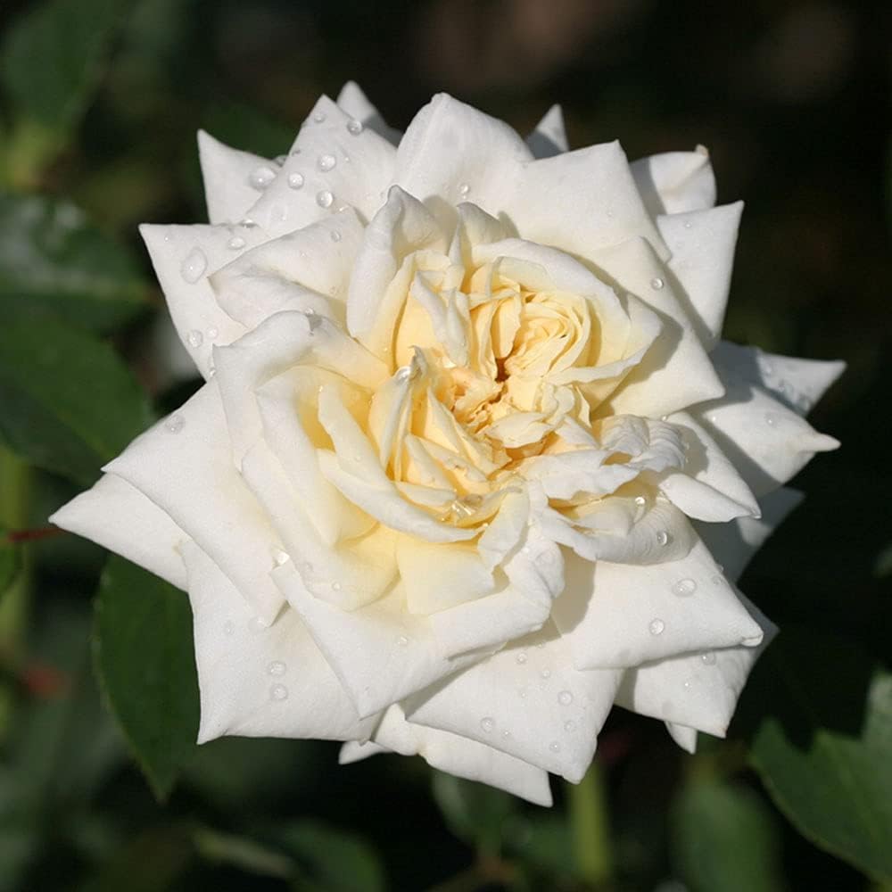 Amazon.com : Heirloom Roses White Climbing Rose Bush - White Cap Live ...