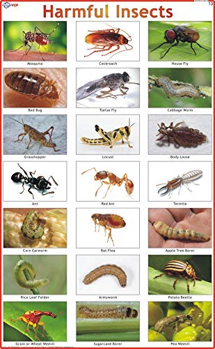 Images Of Harmful Insects 6,125 Dangerous Insects Stock Photos Free