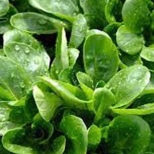 Amazon.com : KVITER 500 Dutch Corn Salad Seeds for Planting ...