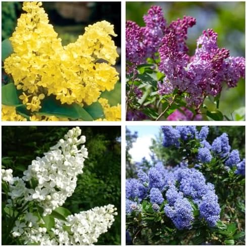 Amazon.com : Mixed Lilac Seeds for Planting - 200 Mixed Lilac Tree ...