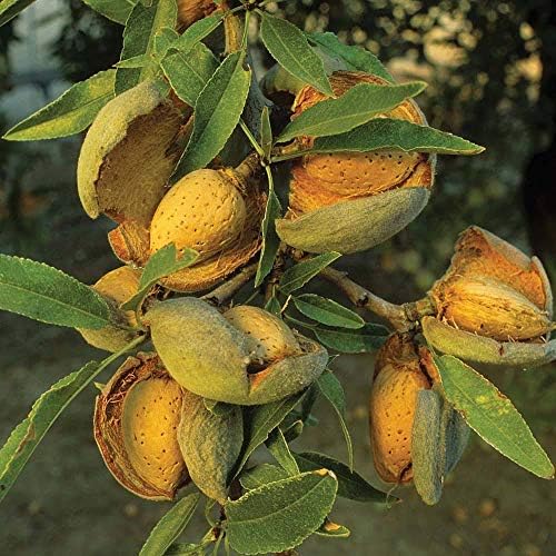 'Robijn' Sweet Almond Hardy Garden Nut Tree Self-Fertile 1 Bare Root by ...