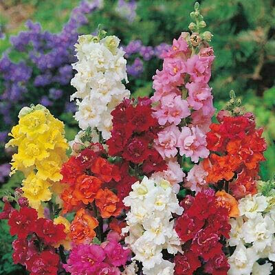 Amazon.com : Seeds - 200 Double Mix Snapdragon Seeds Flower Perennial ...