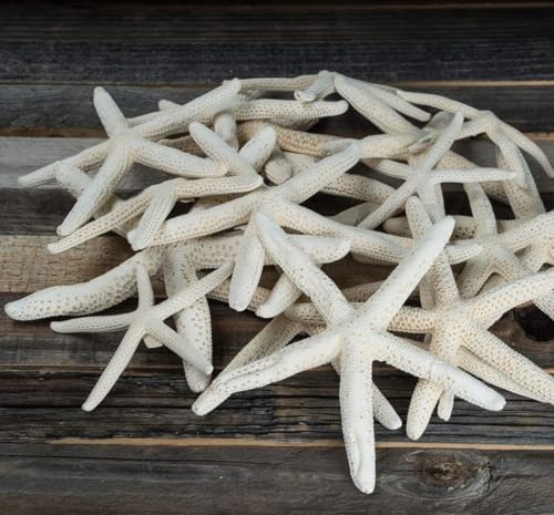 Amazon.com: Jangostor 48 PCS Starfish, Mixed Starfish 1" to 2" and 2 ...