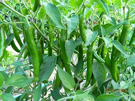 EaglesFord Live Hari Mirch/Green Chili Plant with Pot : Amazon.in ...