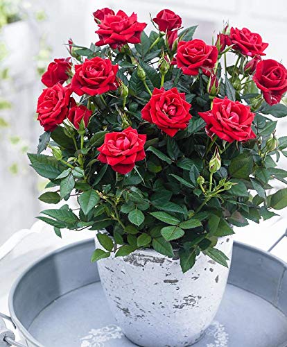 Plants Point Rare Grafted Dark Red Climbing Rose perinnial Flower 2 ...