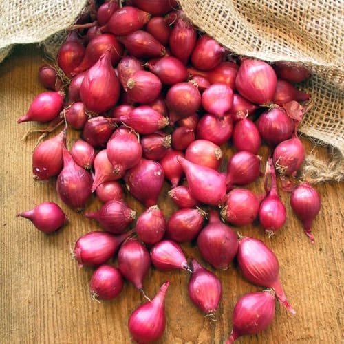 Amazon.com : TomorrowSeeds - Karmen Red Onion Sets (Bulbs) Seeds - 25 ...