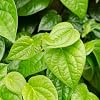 M-Tech Gardens Betel Leaf/Vetta Medicinal Herb Plant (Piper betle ...