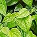 M-Tech Gardens Betel Leaf/Vetta Medicinal Herb Plant (Piper betle ...