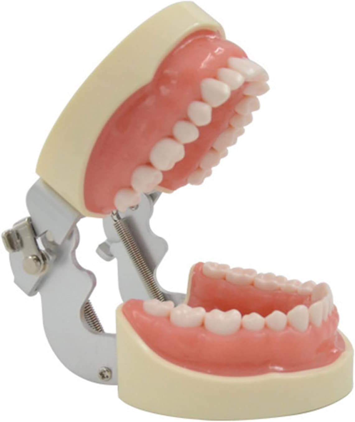 Typodont Teeth Modelo de práctica Typodont Modelo con 32 dientes ...