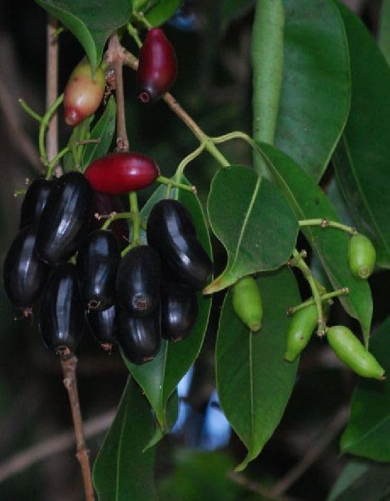 Rare live Black Jamun crafted Thai Variety Hybrid plant, (1 Healthy ...