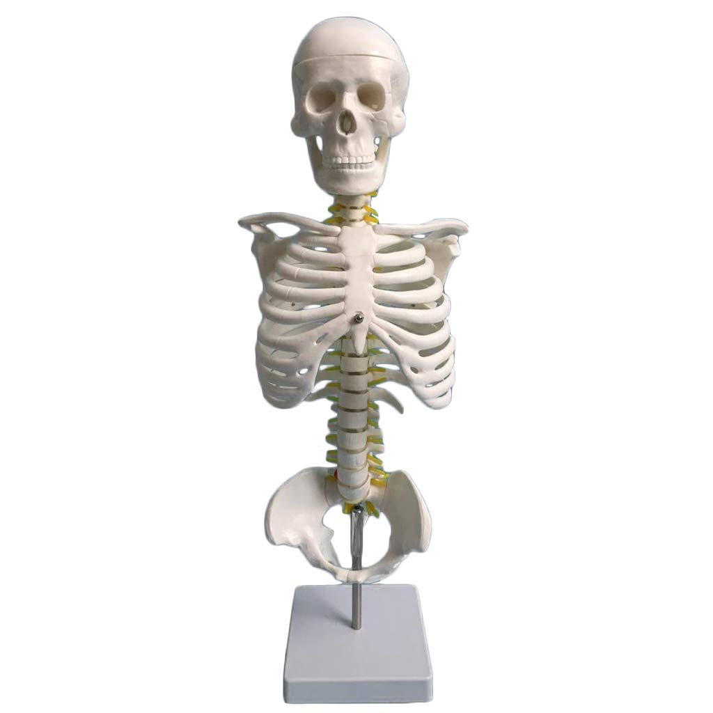 Buy Educational Model Spine Model with Skull - 45Cm Vertebral Cervical ...