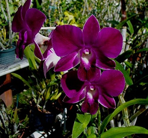 M-Tech Gardens Rare Dendrobium Orchid Sakda Beauty 1 Small Healthy Live ...