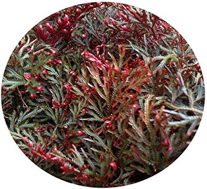 Amazon.com : Generic Fresh 100pcs Fern Plant Seeds for Planting Red ...