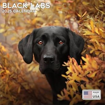 2025 Black Labrador Calendar - Dog Breed Wall Calendar - 12 x 24 Open ...