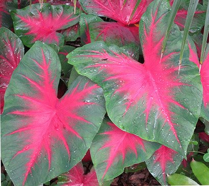 Amazon.com : (6) Colorful Shade Loving Fancy Caladium Florida Cardinal ...
