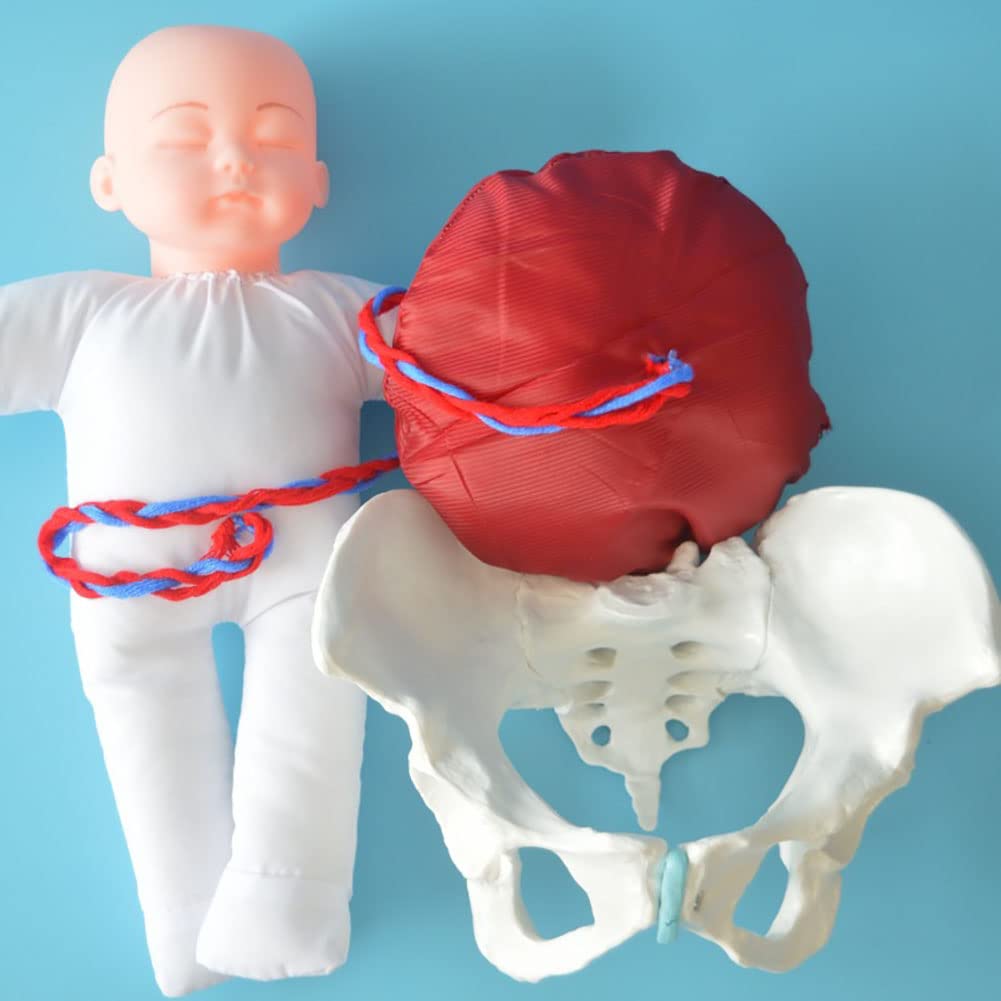 Fetus Model Life Size Childbirth Training Model With Separable Baby ...