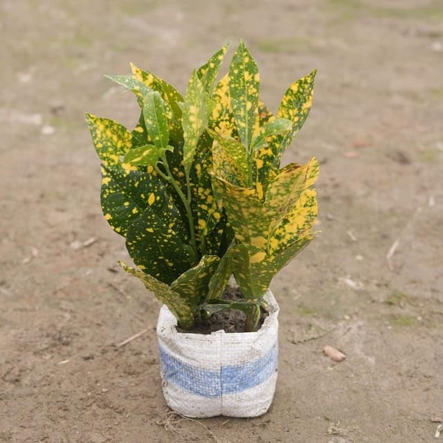Mphmi Pune Plants Live BY Season Outdoor-Baby croton in 4 Inch Shrubs ...