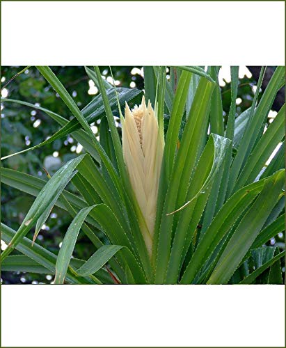 Kewda Flower In English