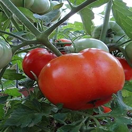 Amazon.com : Phoenix Hybrid Tomato Seeds - Bush Type Seldom Needs ...