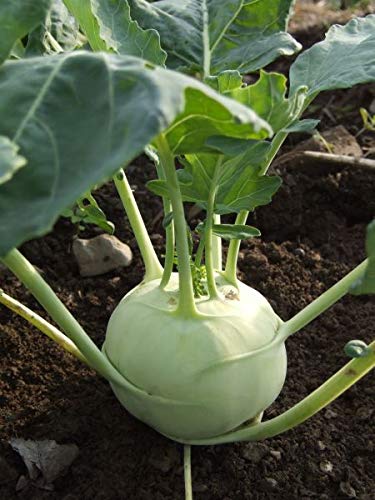Creative Farmer Vegetable Seeds Gedde Kosu Seeds - Kohlrabi ?Seeds ...