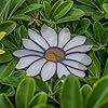 Amazon.com: ZQTDFA Daisy Stained Glass Window Hanging Flower Decor ...