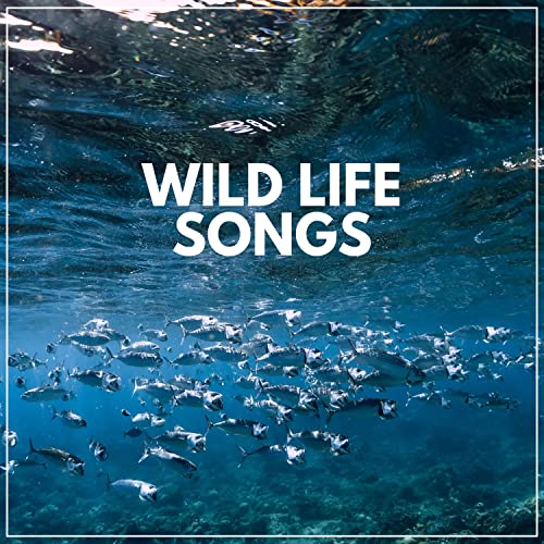 Amazon Music - Nature Sound Series, Essential Nature Sounds & Sounds Of ...