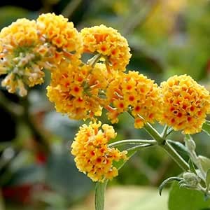 Amazon.com : Live Yellow Butterfly Bush, Butterfly Bushes Plant, 4 to 6 ...