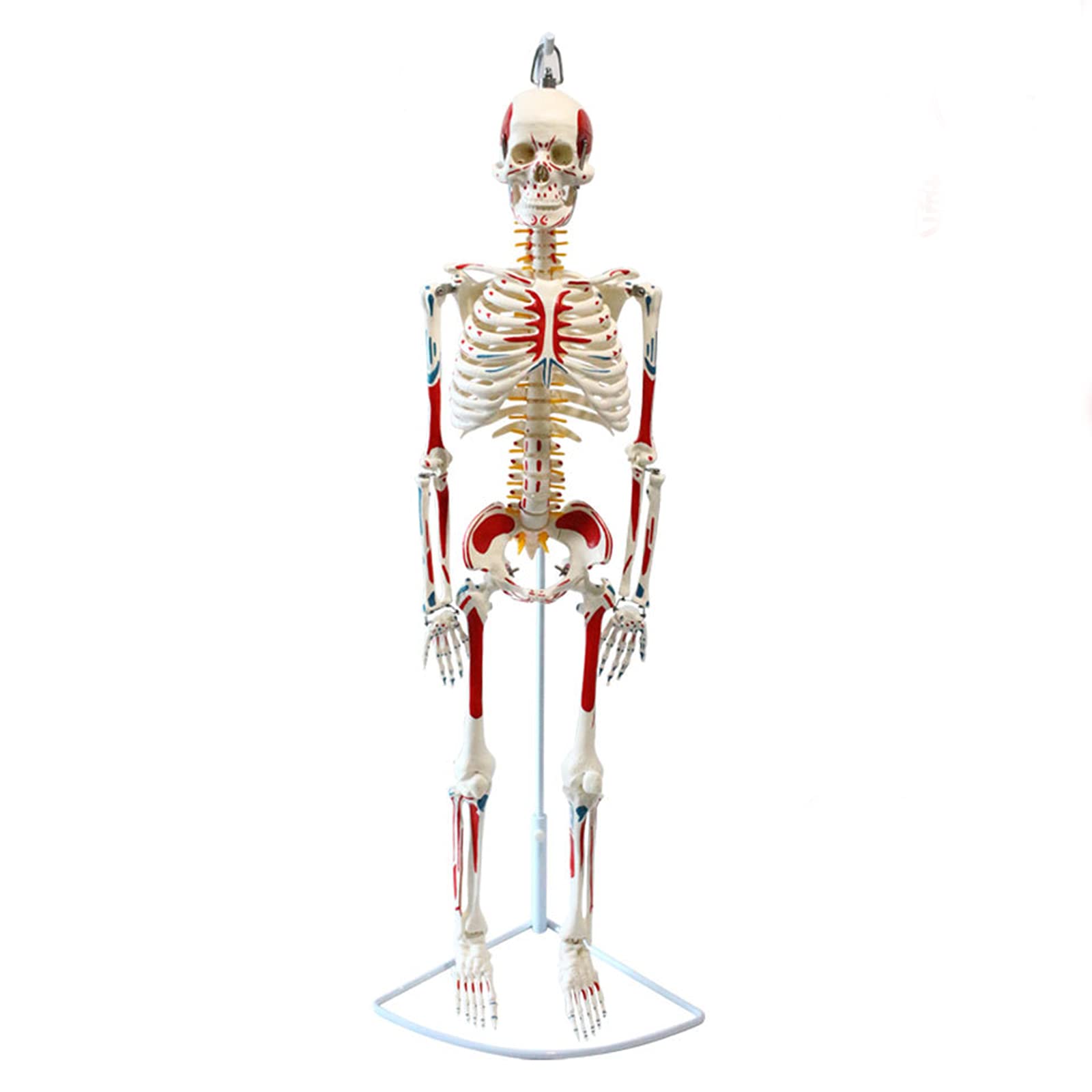 Trfbc Human Skeleton Model 45 85cm Large Skeleton Model Human ...
