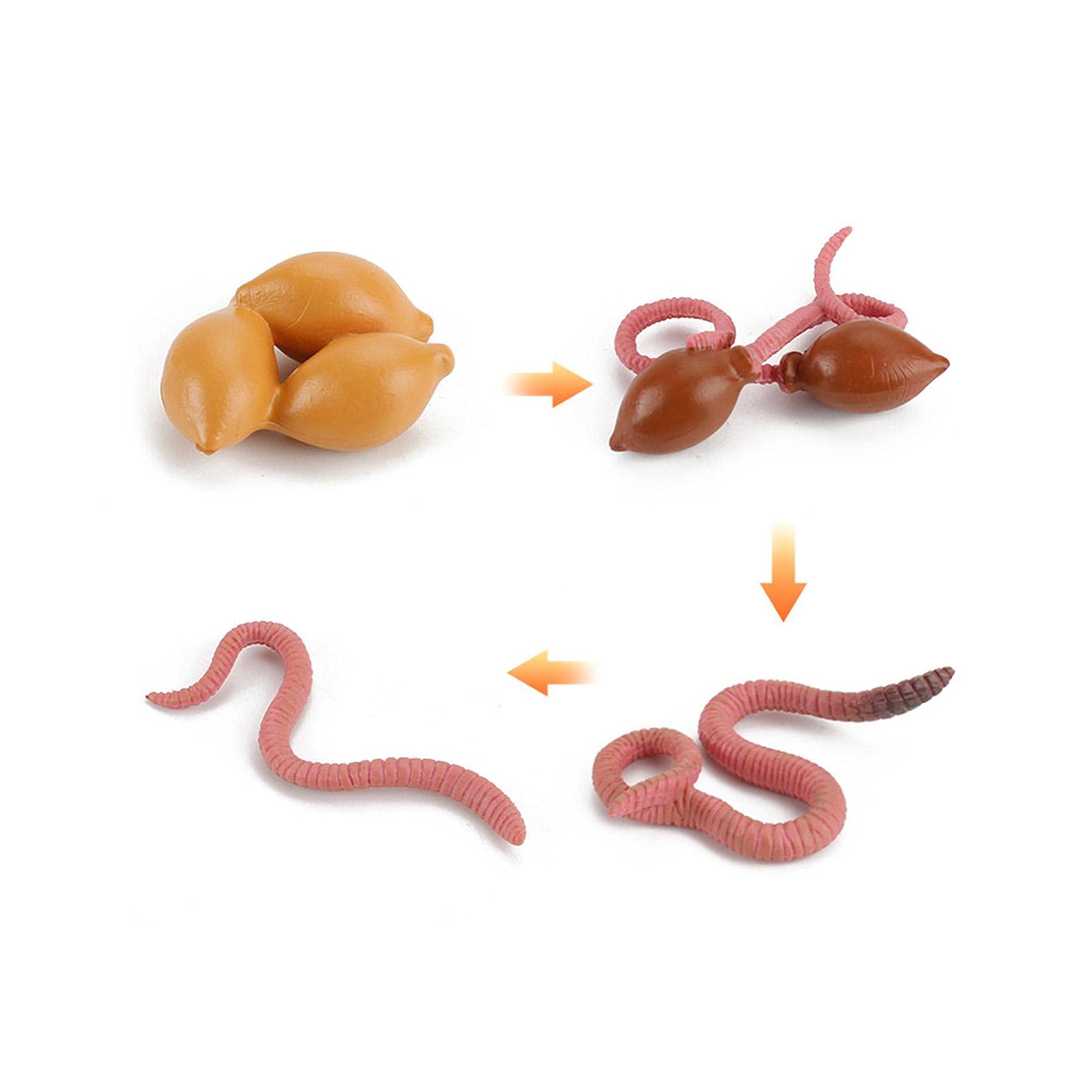 Earthworm Life Cycle For Kids Earthworm Activities For Science Fun:
