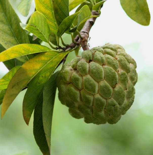 Mphmi Live Plant Nursery NCR Lives Plant Sitaphal, Annona squamosa ...
