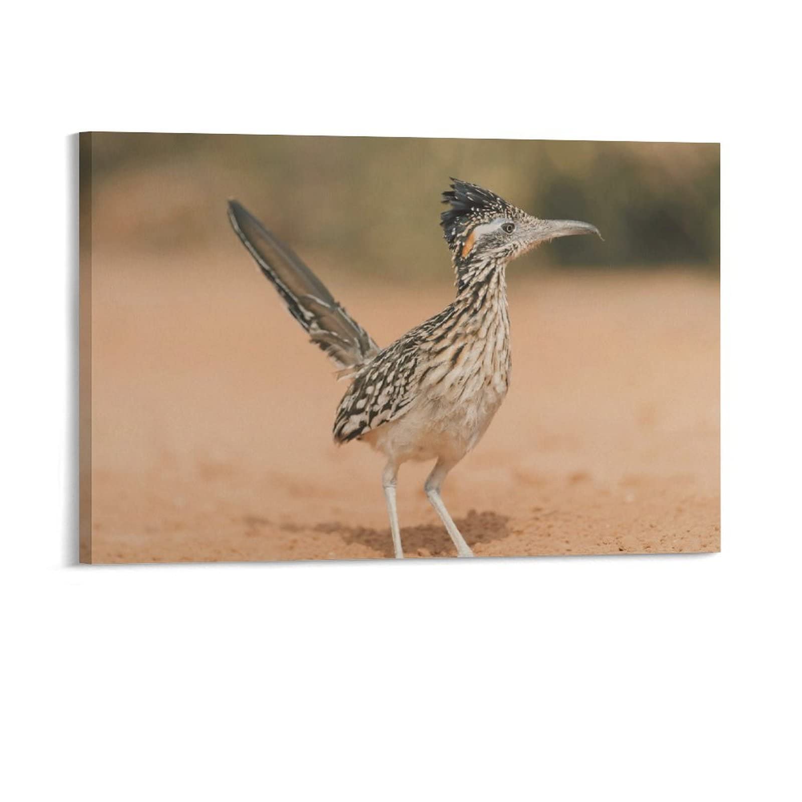 Roadrunner Bird