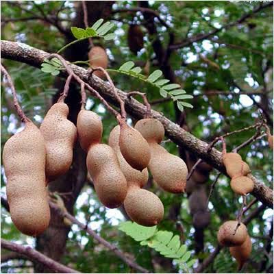 Maa Durga Garden Imali,Tamarind, इमली, Tamarindus Indica Live Plant ...