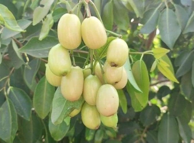 GOLDEN GLOW Thai White Jamun Jambolan Java Plum Malabar plum Syzygium ...