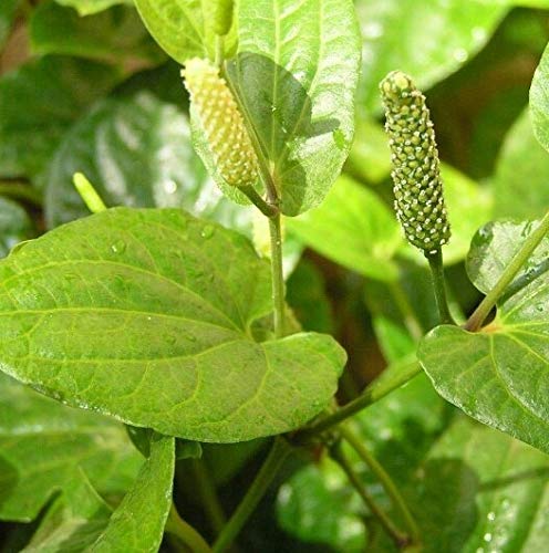 Pepper Pipli Pimpli Pip-pallu Kandan Lip-pili Pi-pul Pippali Maga-dhi ...