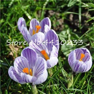 80 Pcsnetherlands Saffron Flower Seeds beautiful Perennial Organic ...