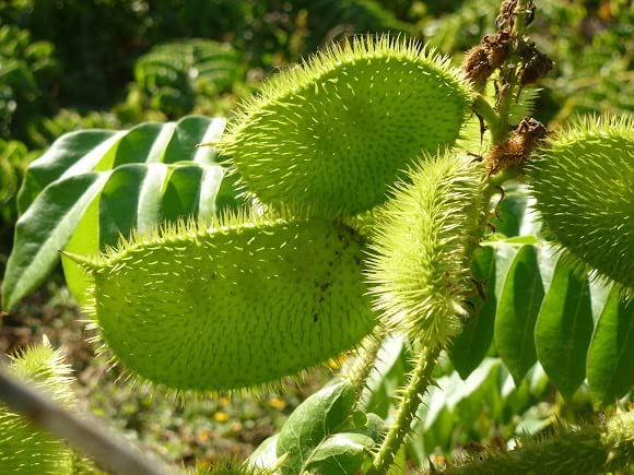 Mphmi Live Plant Nursery NCR Nurseryplant Sagargota - Plant : Amazon.in ...