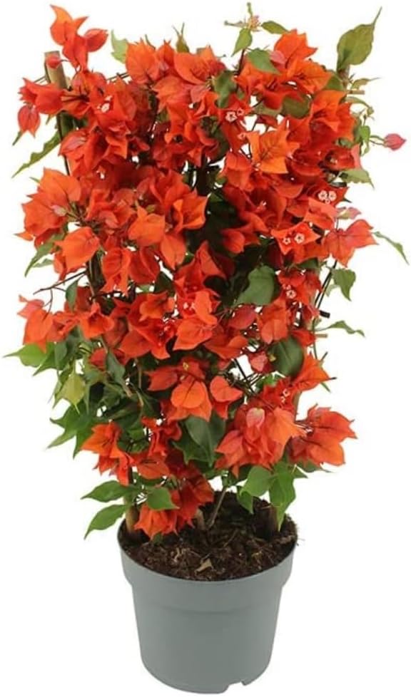 Evergreen scrubby Vine - Real Live Bougainvillea Plant - Red Blooms ...