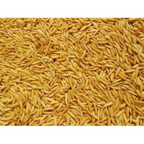 Dhan Paddy Seeds - Vadlu - For Pooja & Germination. Puja Dhaan, Puja ...