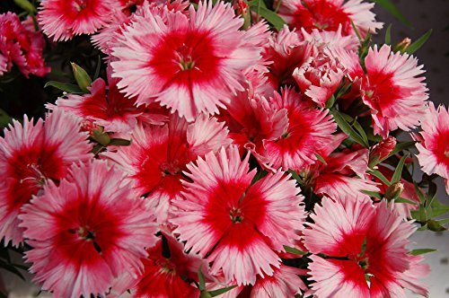 OhhSome Flower Seeds : Dianthus Raspberry Ripple Seeds For Terrace ...