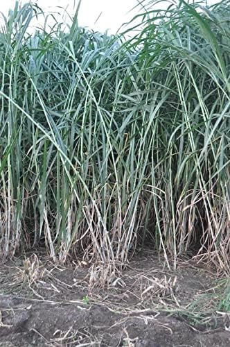 Super napier grass seeds for buffalo, Seeds for super napier grass for ...